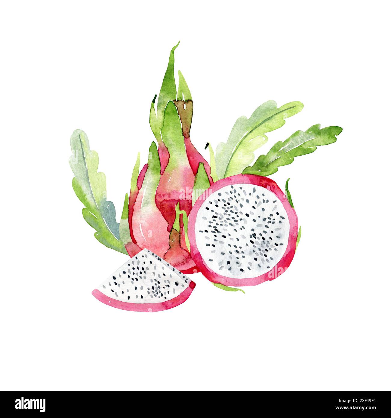 Hand Drawn Watercolor pitaya Fruit illustration Stock Photo - Alamy