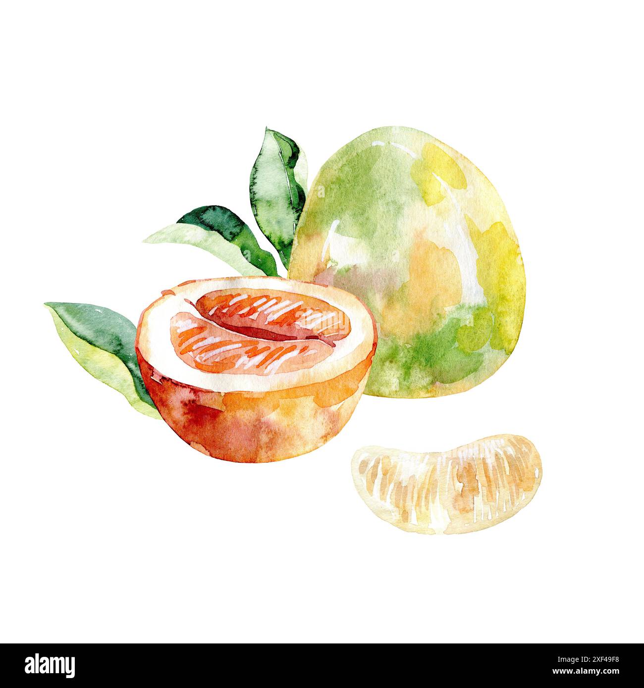 Pomelo illustration hi-res stock photography and images - Alamy