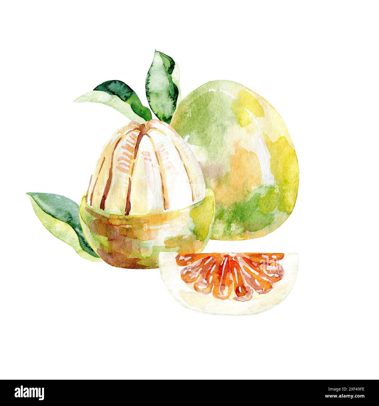 Hand Drawn Watercolor pomelo Fruit illustration Stock Photo - Alamy