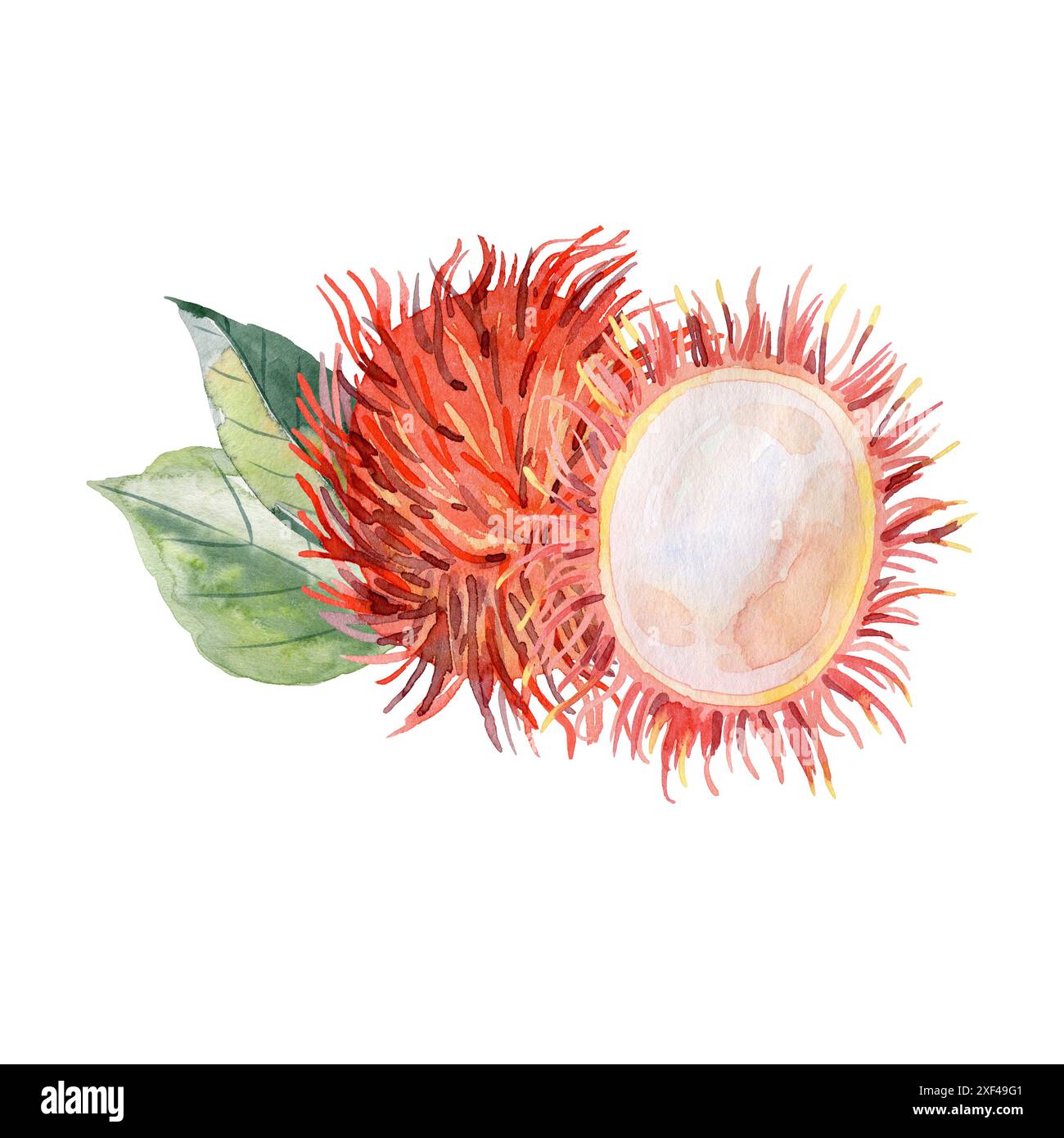 Hand drawn rambutan fruit Cut Out Stock Images & Pictures - Alamy