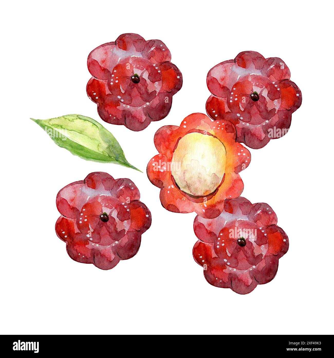 Hand Drawn Watercolor pitanga Fruit illustration Stock Photo - Alamy