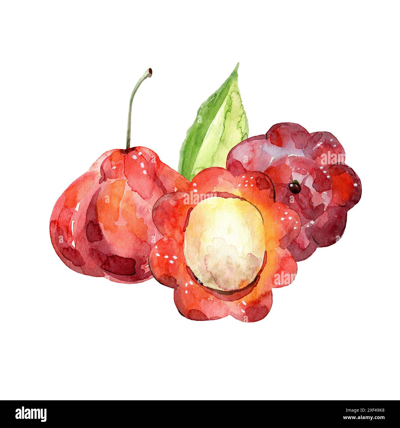 Hand Drawn Watercolor pitanga Fruit illustration Stock Photo - Alamy