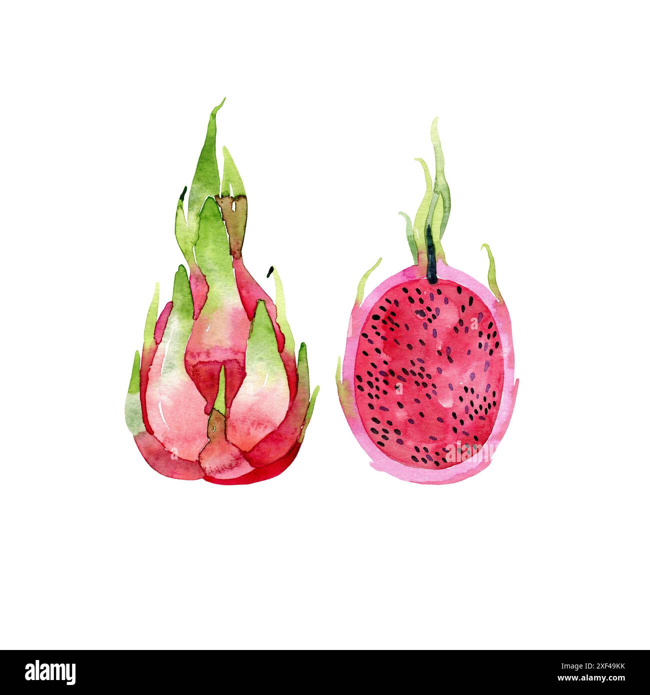 Hand Drawn Watercolor pitaya Fruit illustration Stock Photo - Alamy