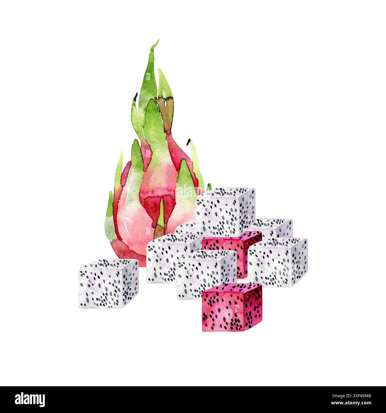 Hand Drawn Watercolor pitaya Fruit illustration Stock Photo - Alamy