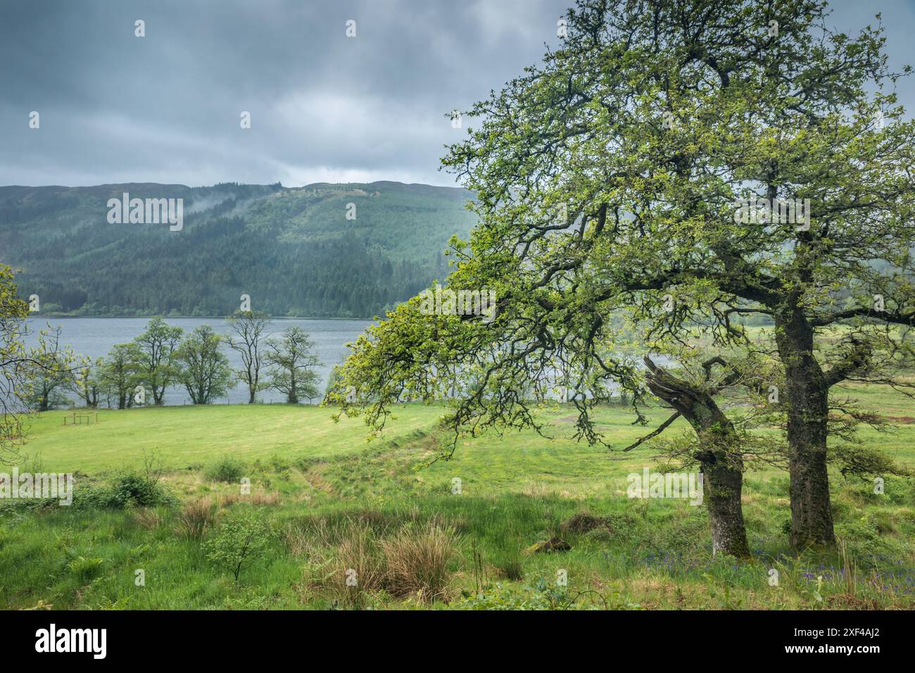 geography / travel, Great Britain, Scotland, Old oak tree on shores of ...