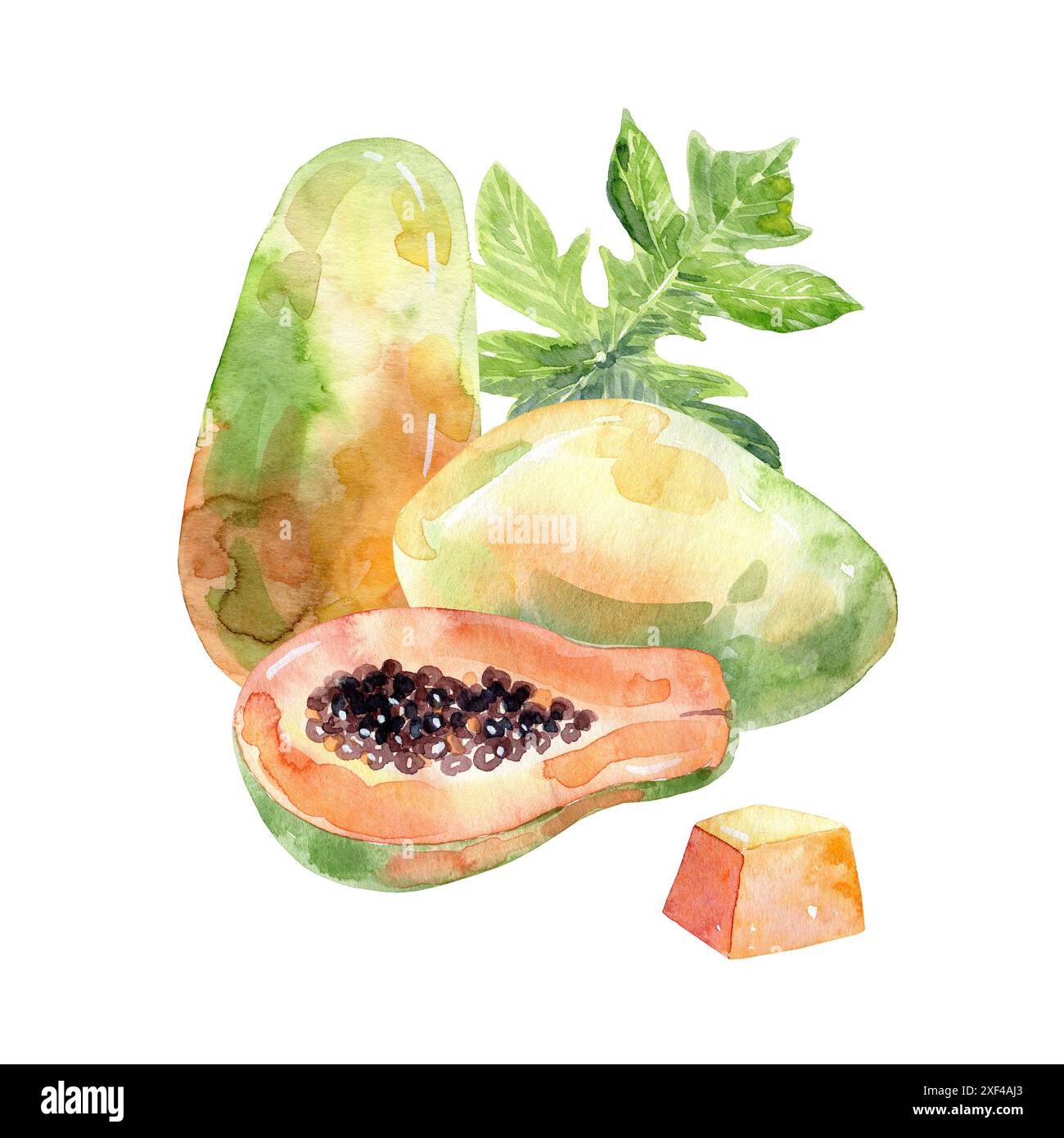Hand Drawn Watercolor papaya Fruit illustration Stock Photo - Alamy