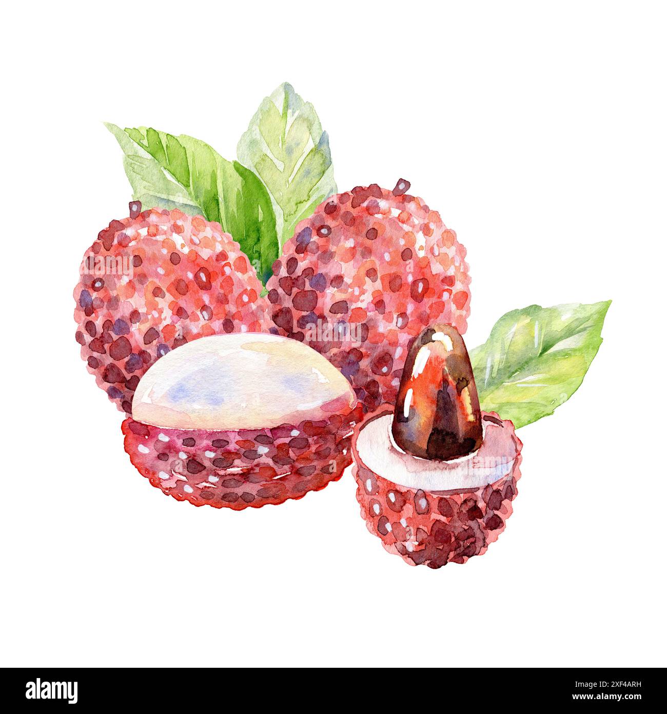 Hand Drawn Watercolor lychee Fruit illustration Stock Photo - Alamy
