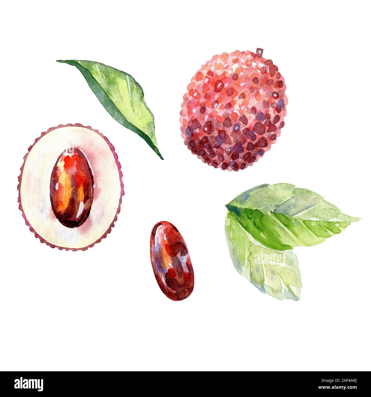 Hand Drawn Watercolor lychee Fruit illustration Stock Photo - Alamy