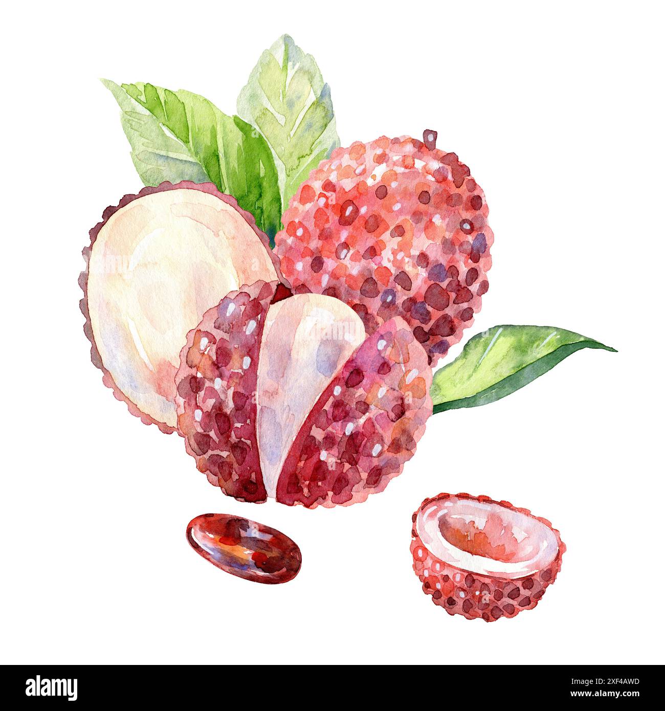 Hand Drawn Watercolor lychee Fruit illustration Stock Photo - Alamy
