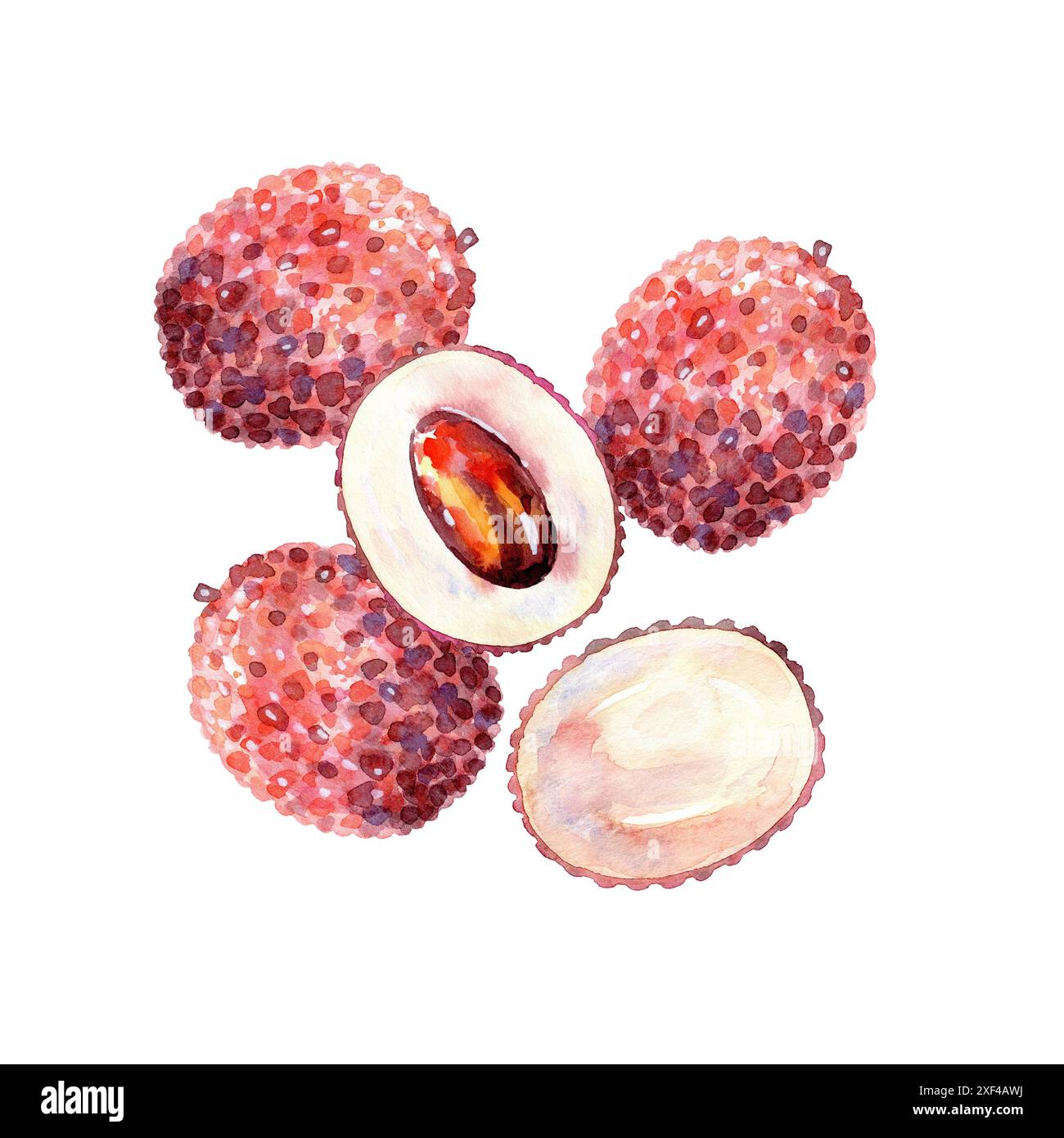 Hand Drawn Watercolor lychee Fruit illustration Stock Photo - Alamy