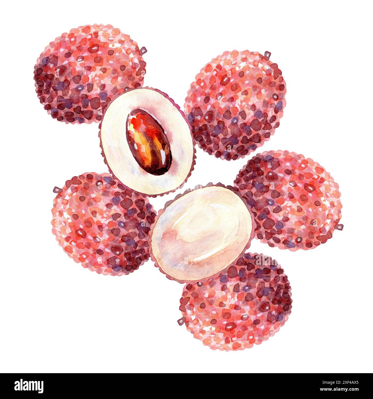 Hand Drawn Watercolor lychee Fruit illustration Stock Photo - Alamy