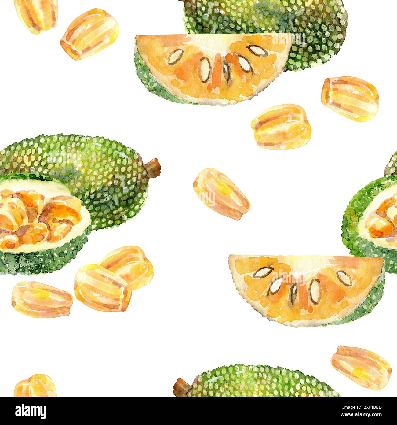 Hand Drawn Watercolor jackfruit Fruit illustration Stock Photo - Alamy