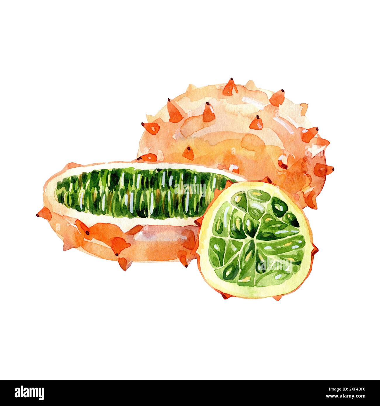 Hand Drawn Watercolor kiwano Fruit illustration Stock Photo - Alamy