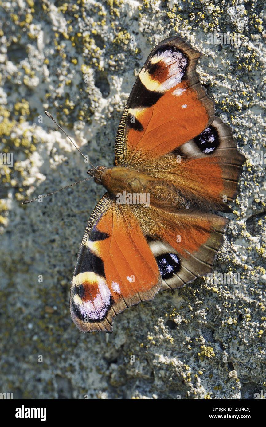European peacock or peacock butterfly resting on an old wall, Aglais io ...