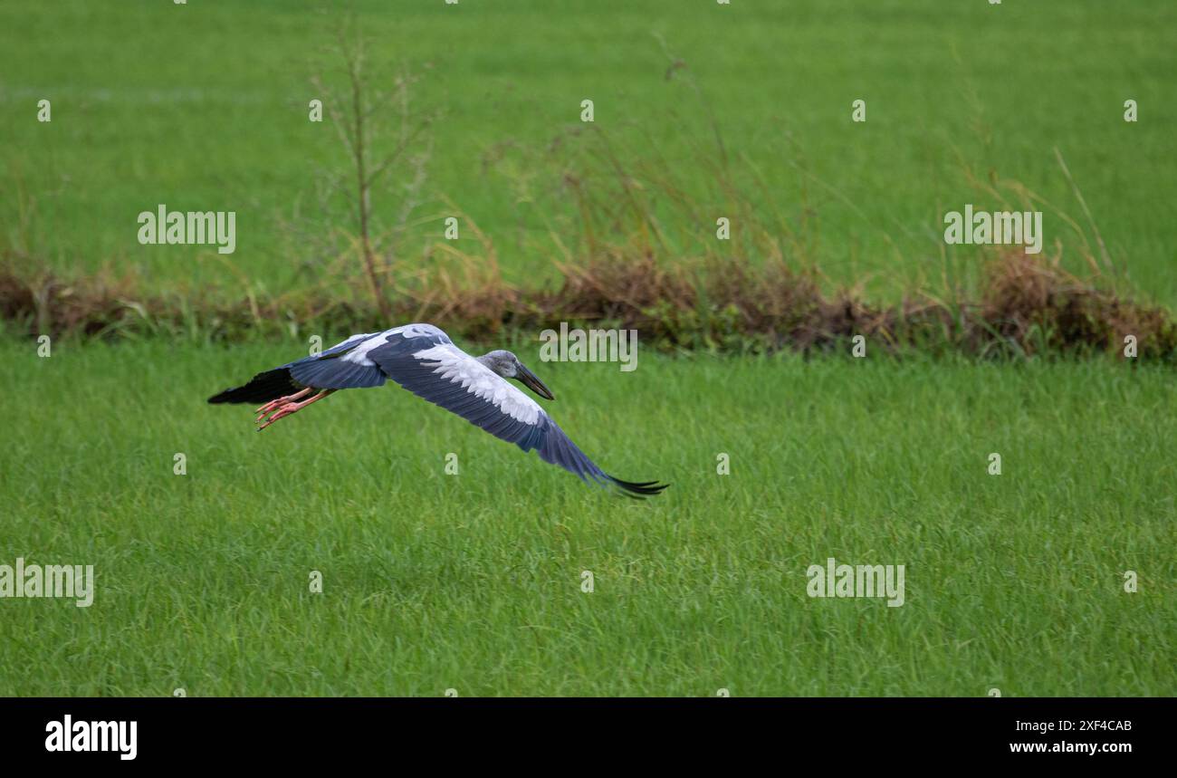 Indian open-bill stork flying Stock Photo - Alamy