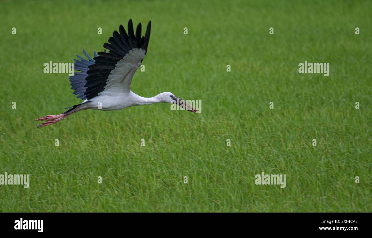 Stork asian open bill birds hi-res stock photography and images - Alamy