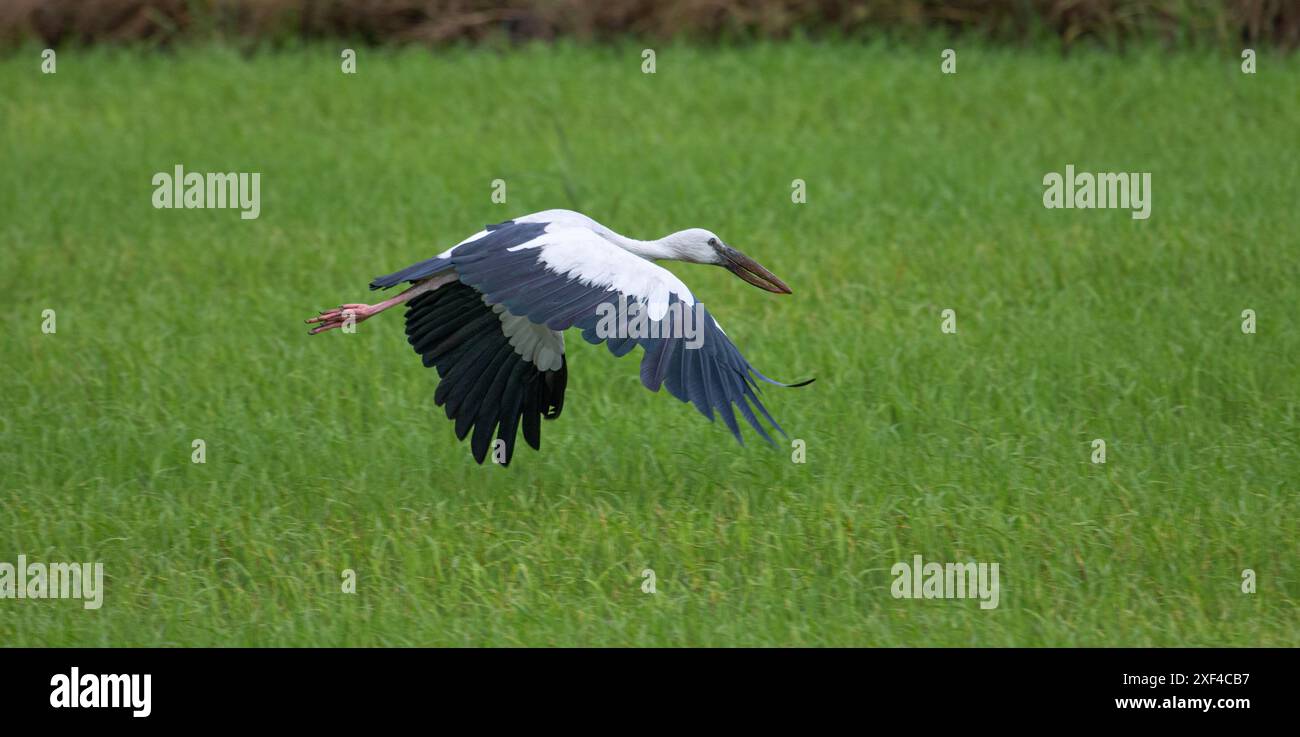 Open bill beak hi-res stock photography and images - Alamy