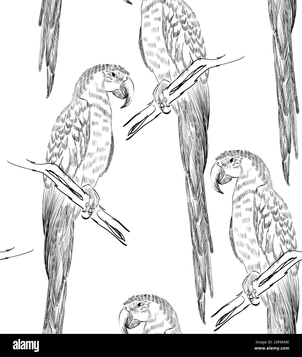 Vector sketch of a parrot. Hand drawn illustration Stock Vector Image ...