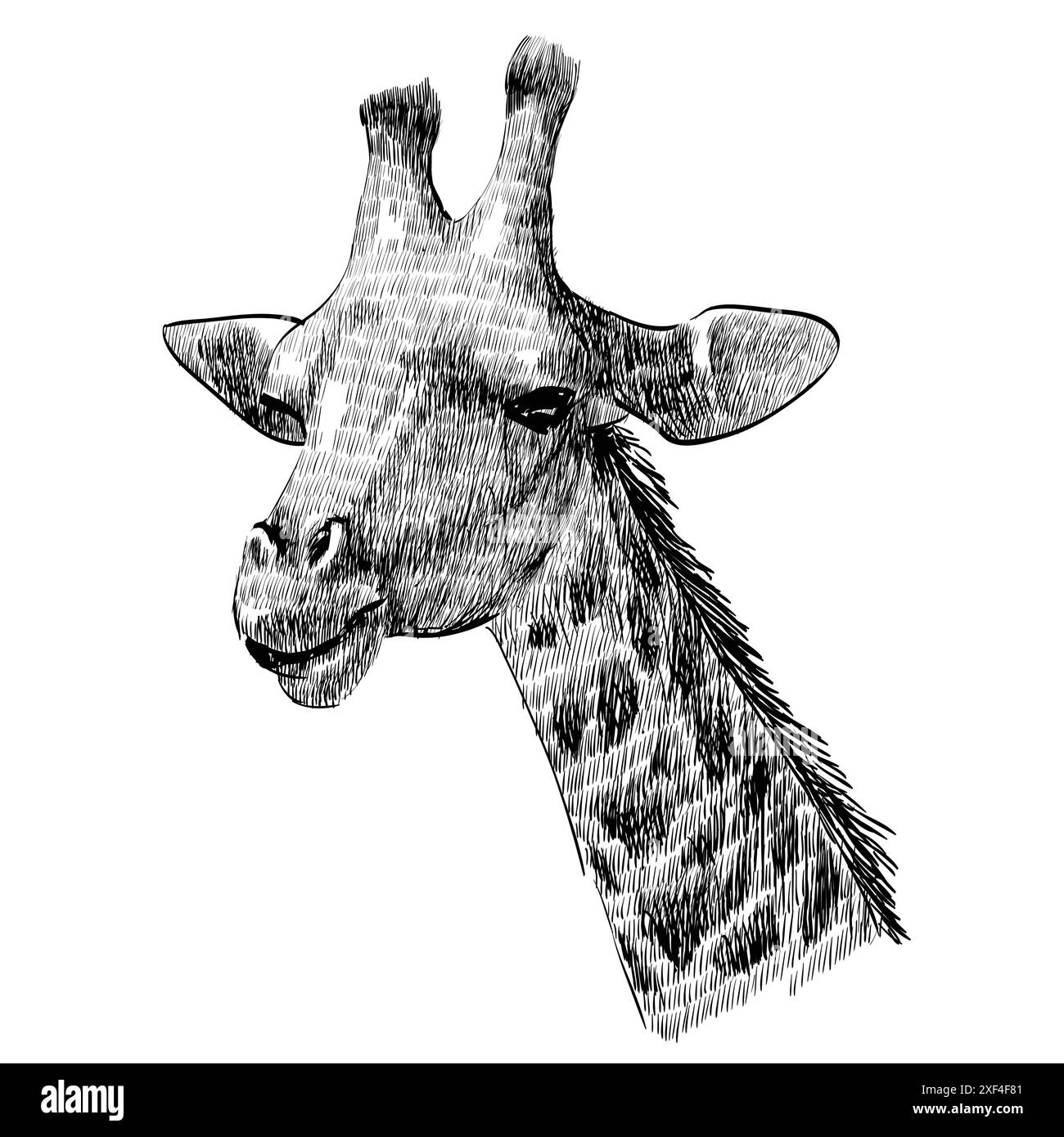 Child giraffe Black and White Stock Photos & Images - Alamy