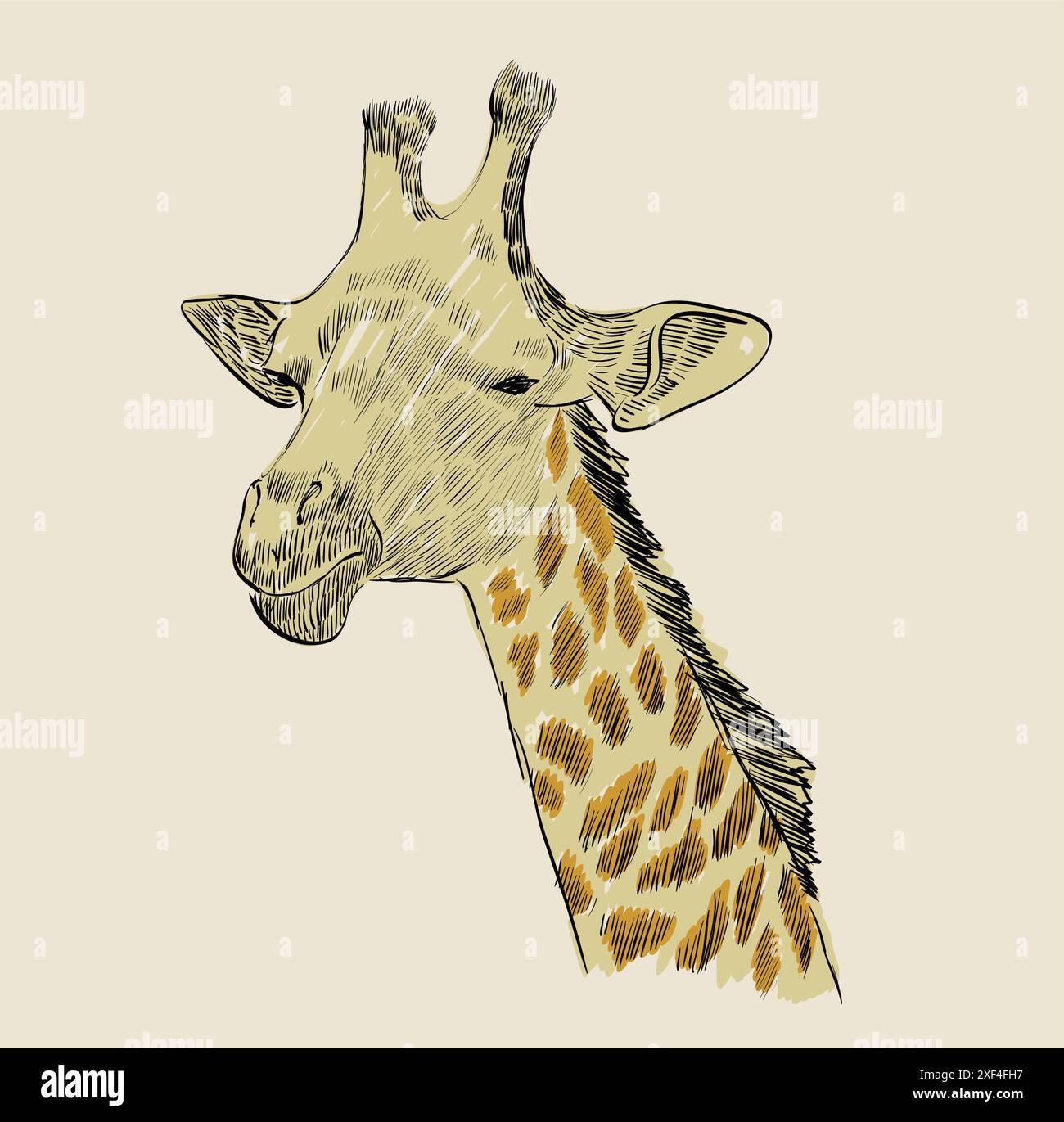 Vector sketch of the head of a giraffe Stock Vector Image & Art - Alamy