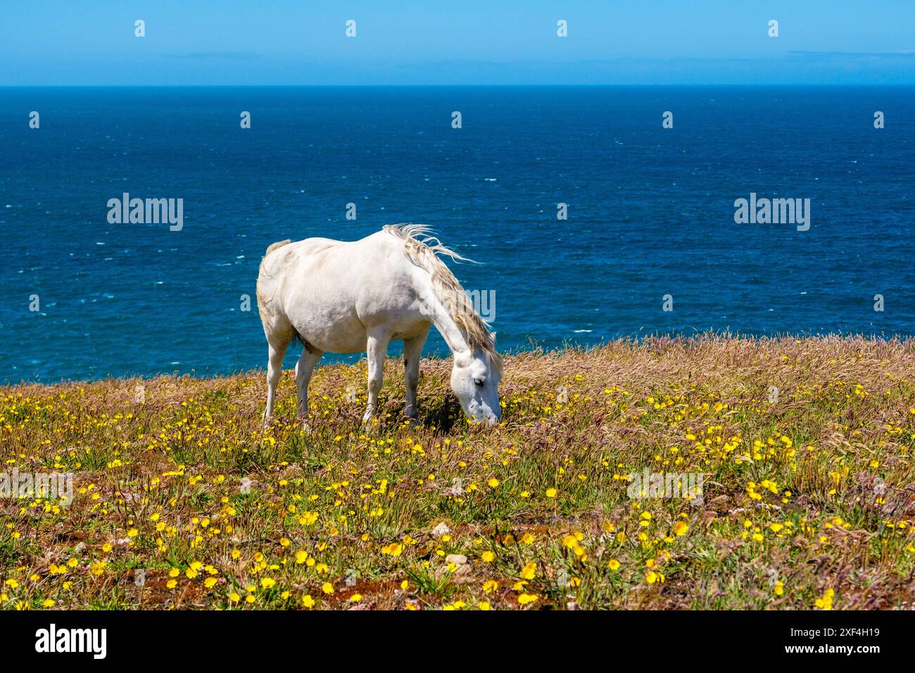 A wild pony on Strumble Head on the Pembrokeshire Coast, Wales Stock ...
