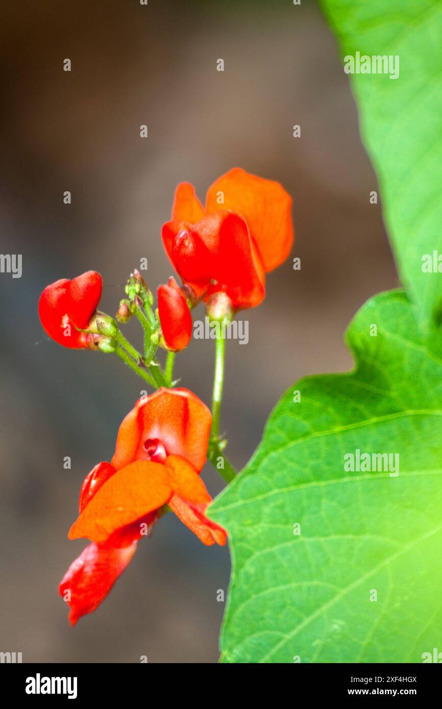 Scarlet emperor with flowers hi-res stock photography and images - Alamy