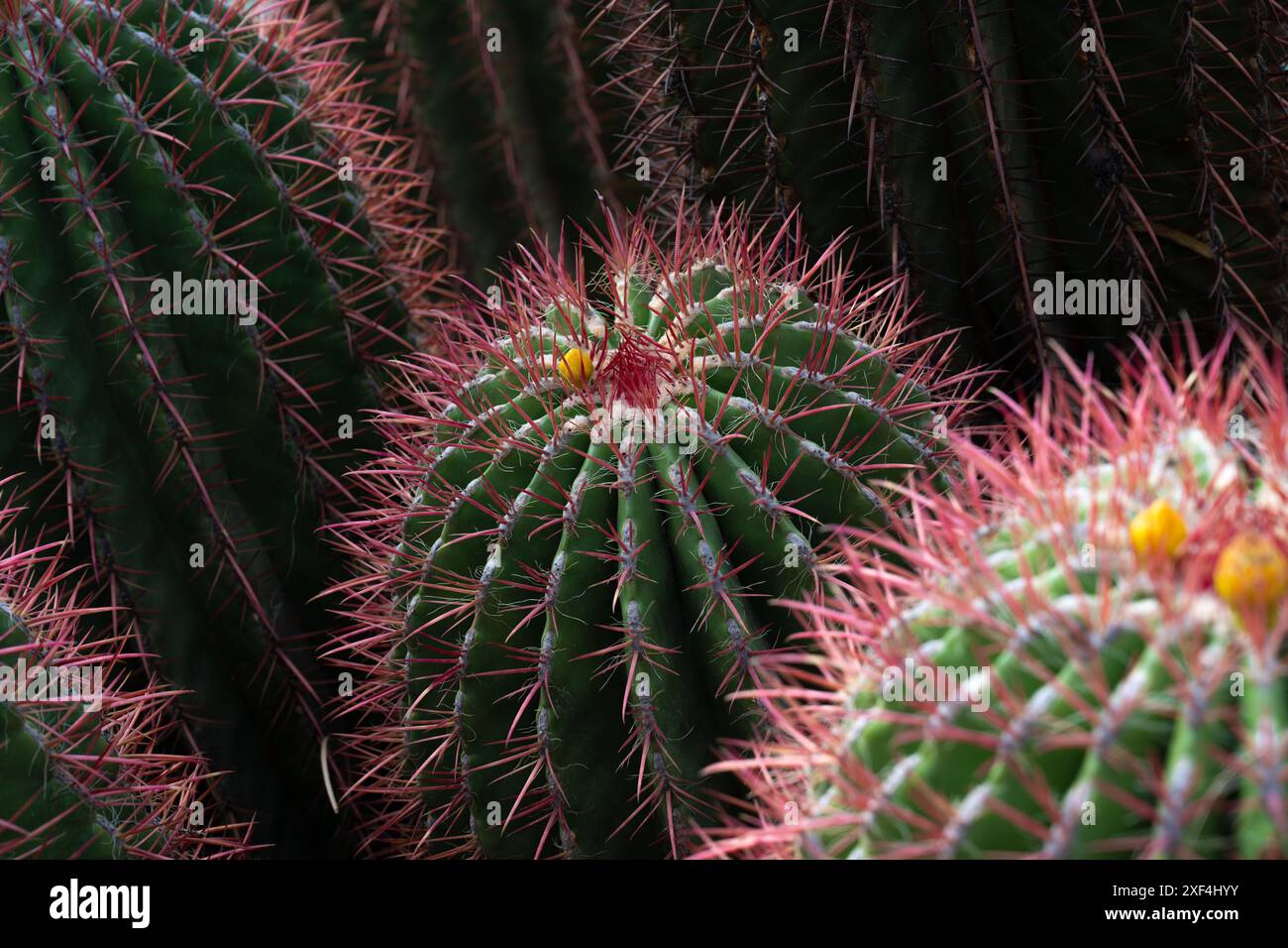 Pink barrel cactus flower hi-res stock photography and images - Alamy