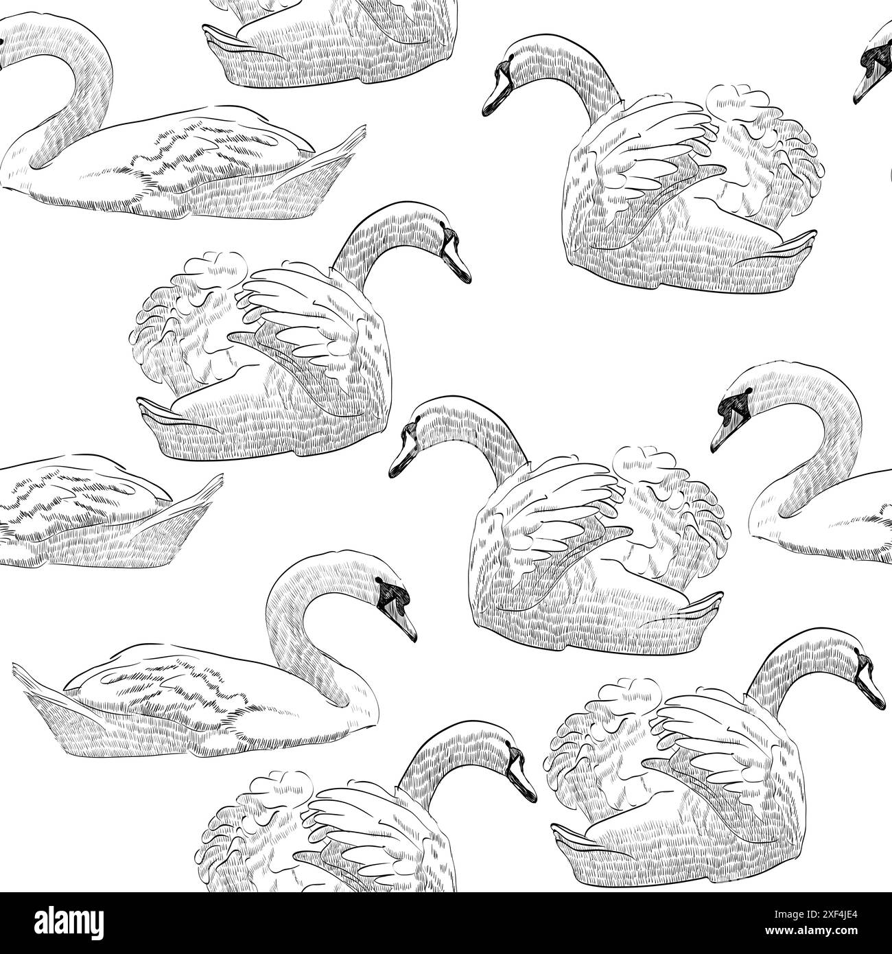 Vector Illustration Sketch Of A Swan Swimming Stock Vector Image And Art Alamy