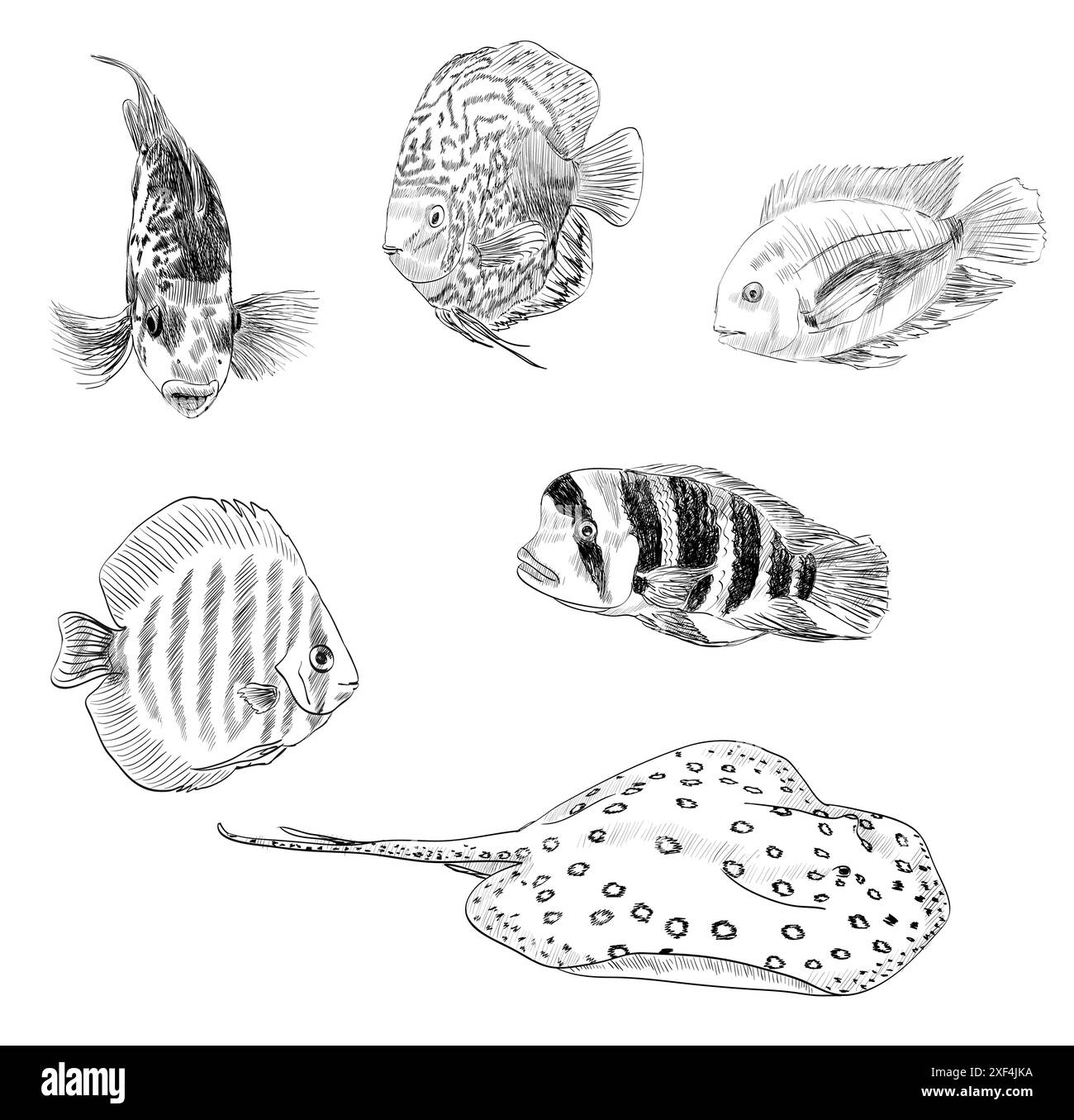 vector sketch of a fish on a white background Stock Vector Image & Art ...