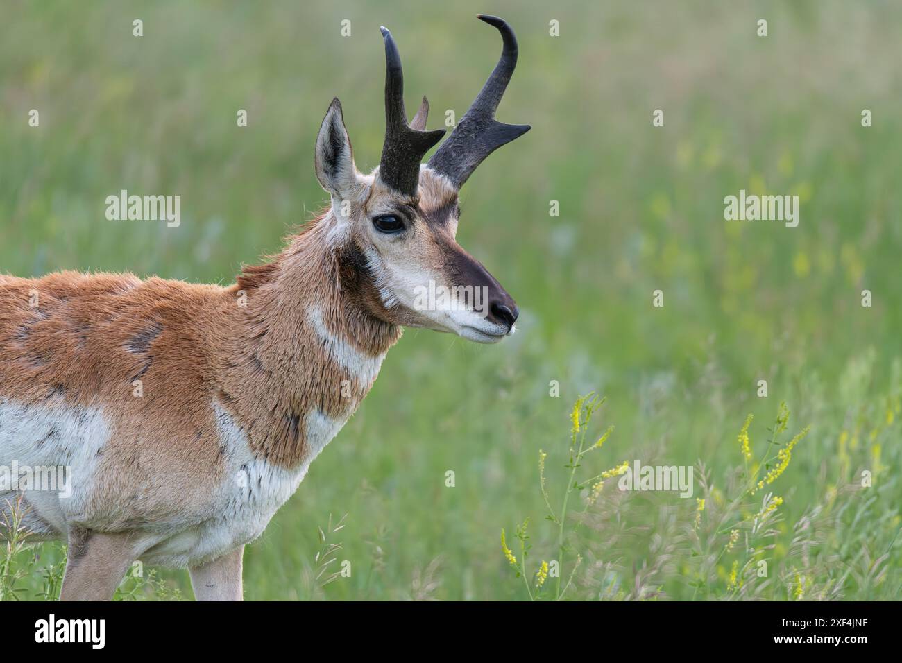 Male Pronghorn with Horns in Custer State Park, South Dakota, USA Stock ...