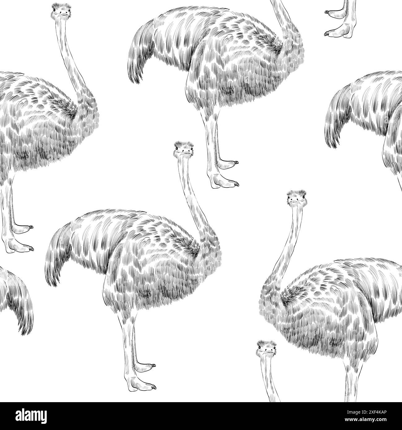 Vector sketch ostrich on the white background. Seamless pattern Stock ...