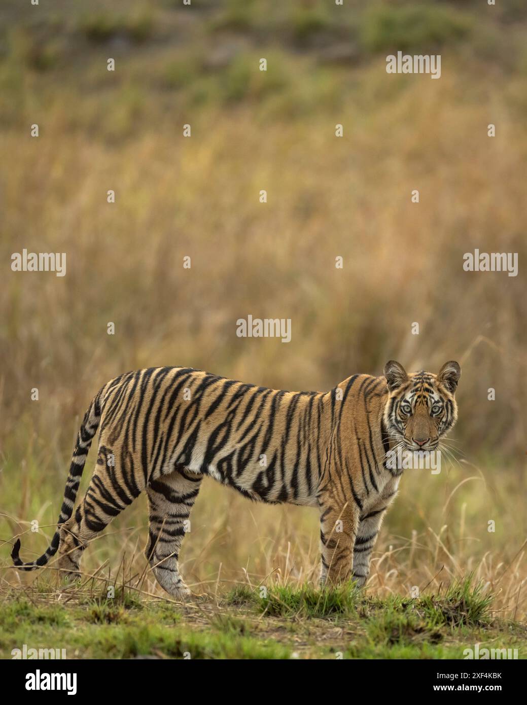 wild indian female bengal tiger or panthera tigris fine art closeup or ...
