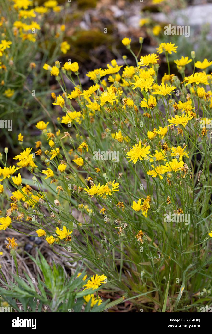 Narrowleaf hawkweed flowering Stock Photo - Alamy