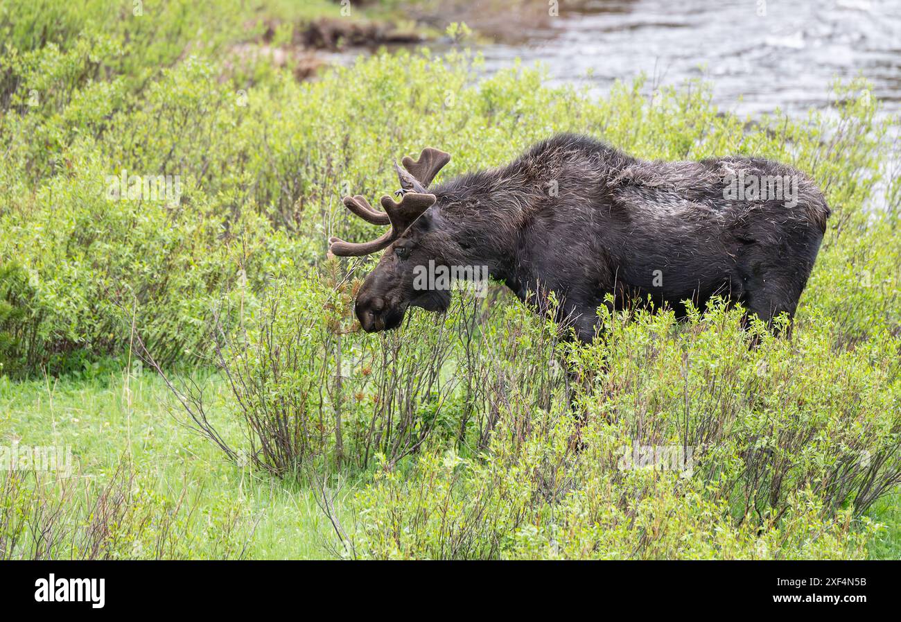Ranchester wyoming hi-res stock photography and images - Alamy