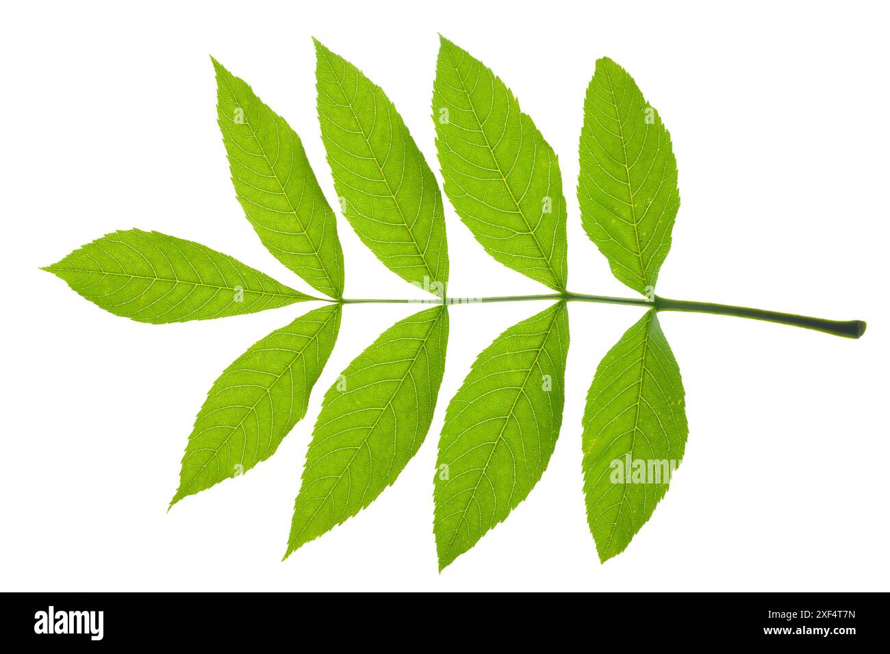 Isoliert backgro hi-res stock photography and images - Alamy