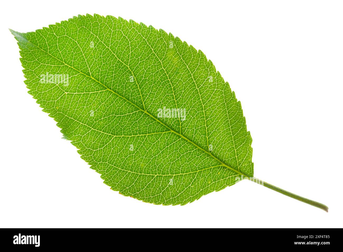 Kirschenbaum Ein Blatt von dem Kirschenbaum im Detail isoliert über ...