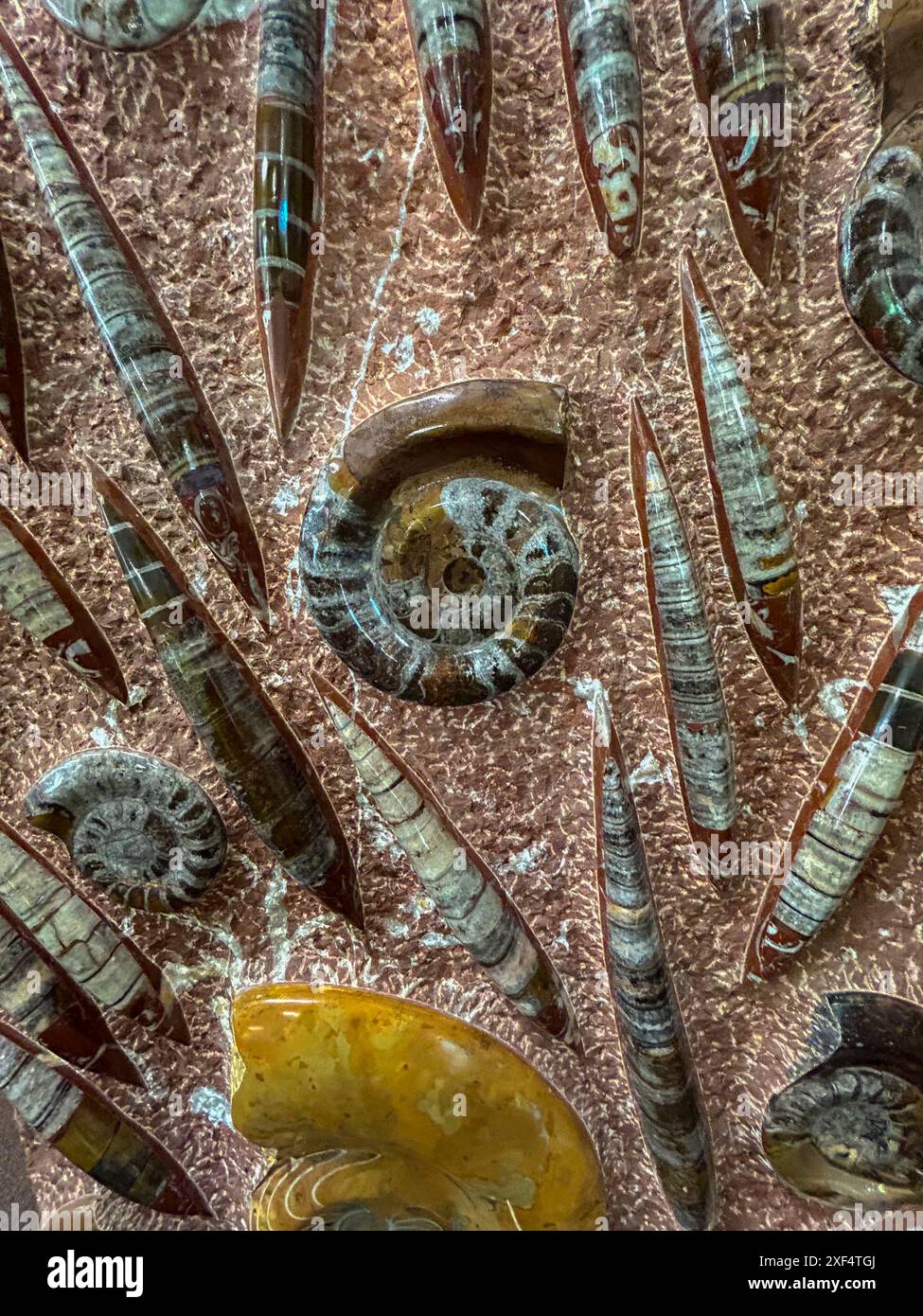 Nautiloid fossil hi-res stock photography and images - Alamy