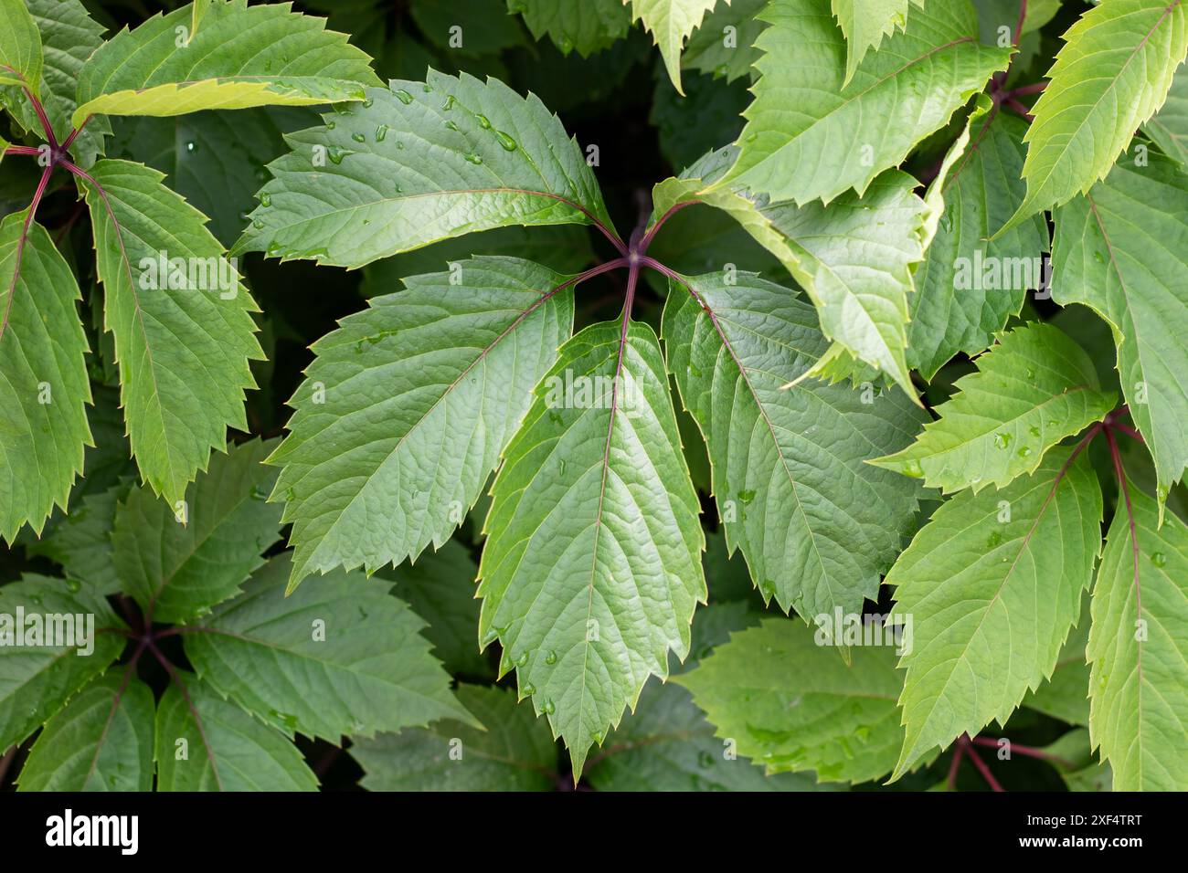 Featuring characteristics hi-res stock photography and images - Alamy