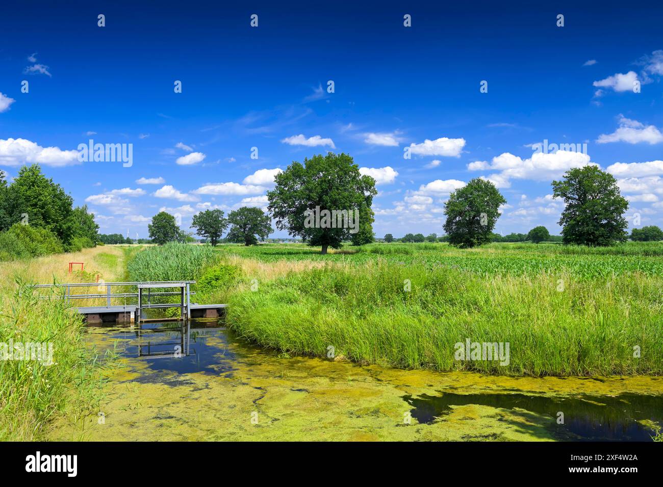 Naturschutzgebiet Kirchwerder Wiesen in Hamburg, Deutschland ...
