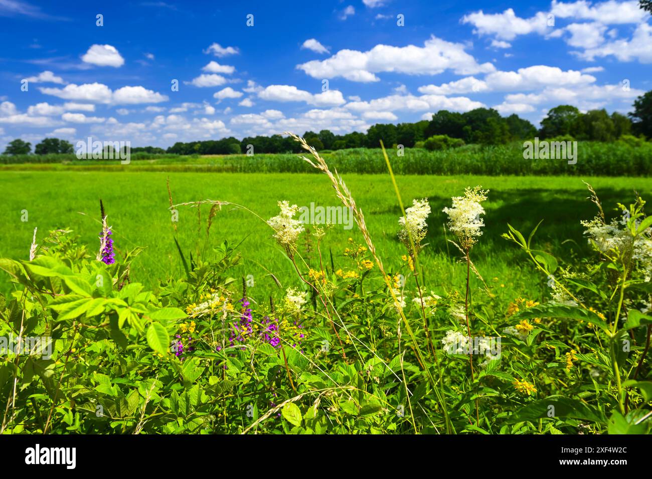 Naturschutzgebiet Kirchwerder Wiesen in Hamburg, Deutschland ...
