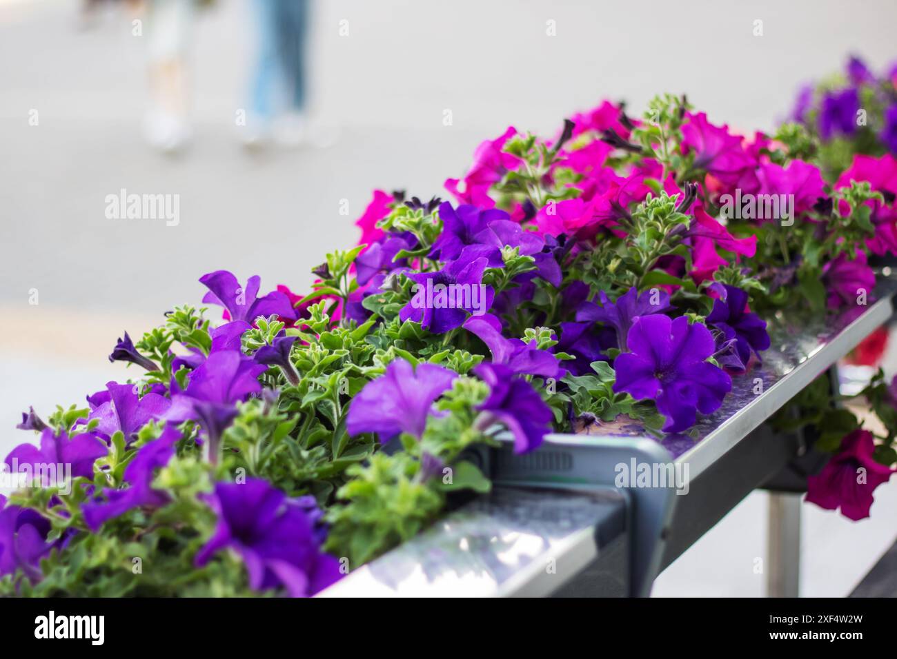 A beautiful display of purple and pink flowers blossoming on a metal ...