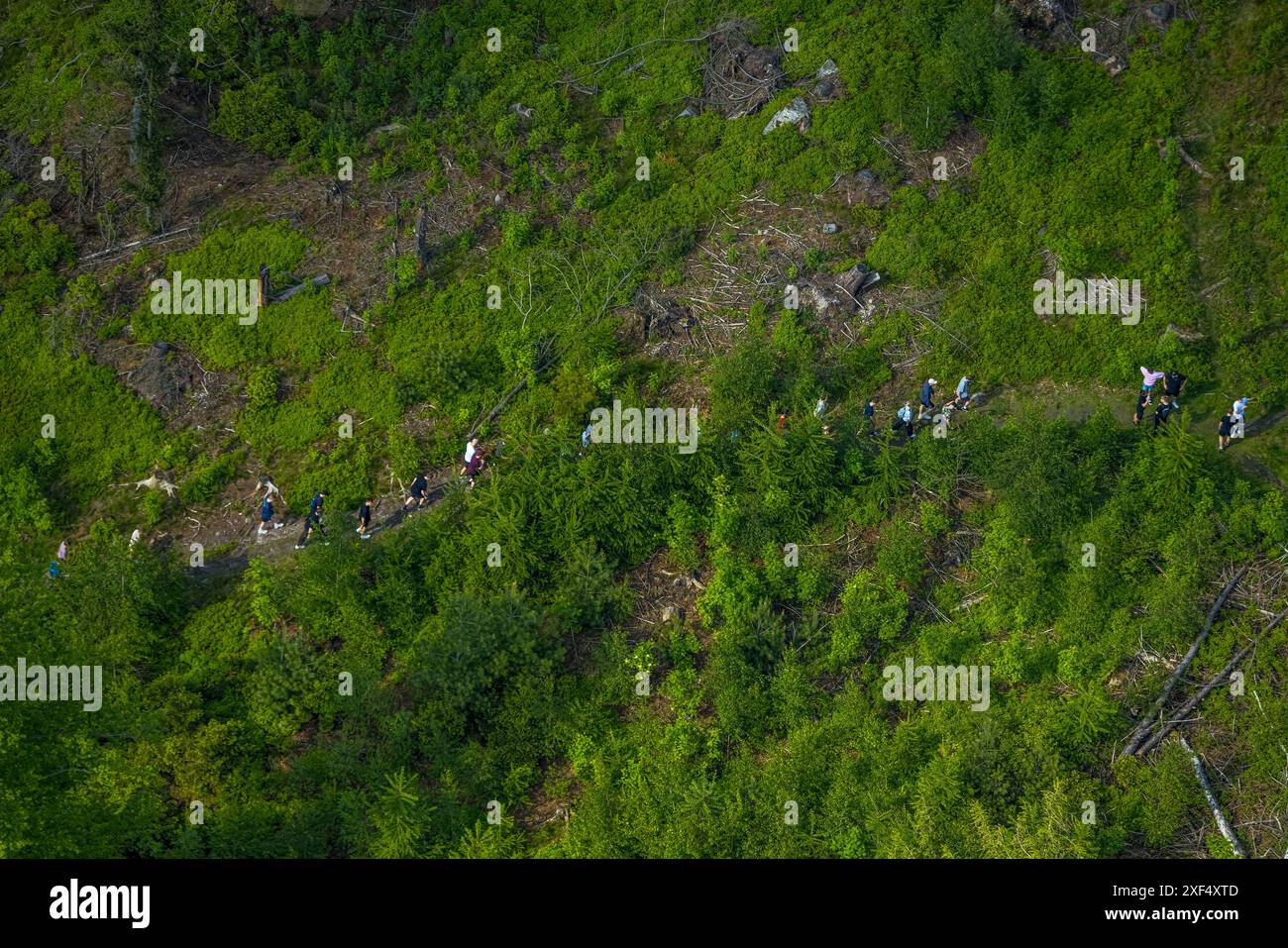 Aerial view, hiking group in the forest Eggeosthang with forest damage ...