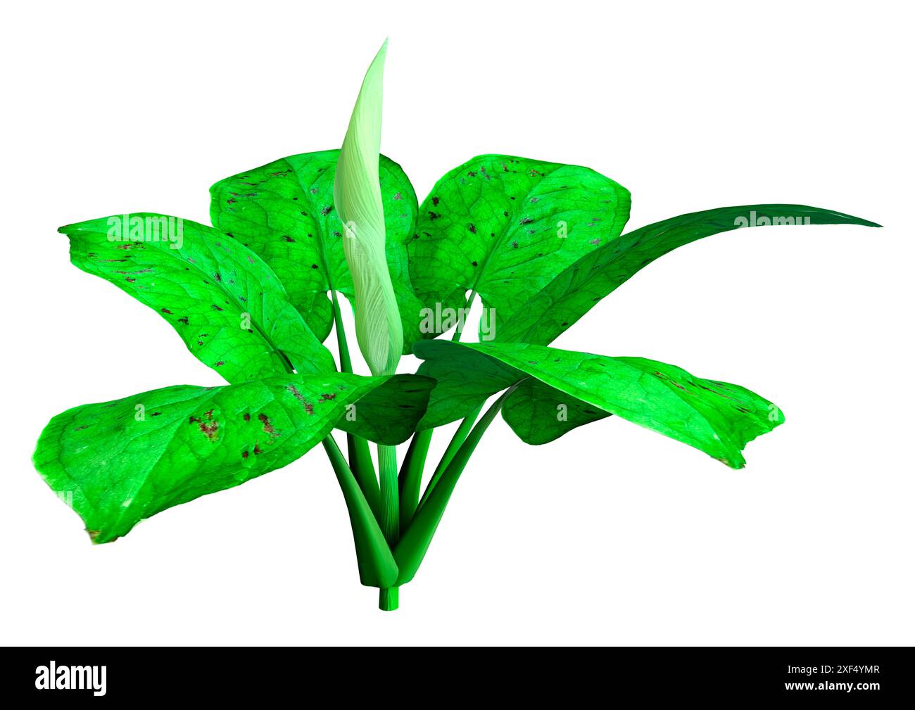 3D rendering of an Italian arum flower isolated on white background ...