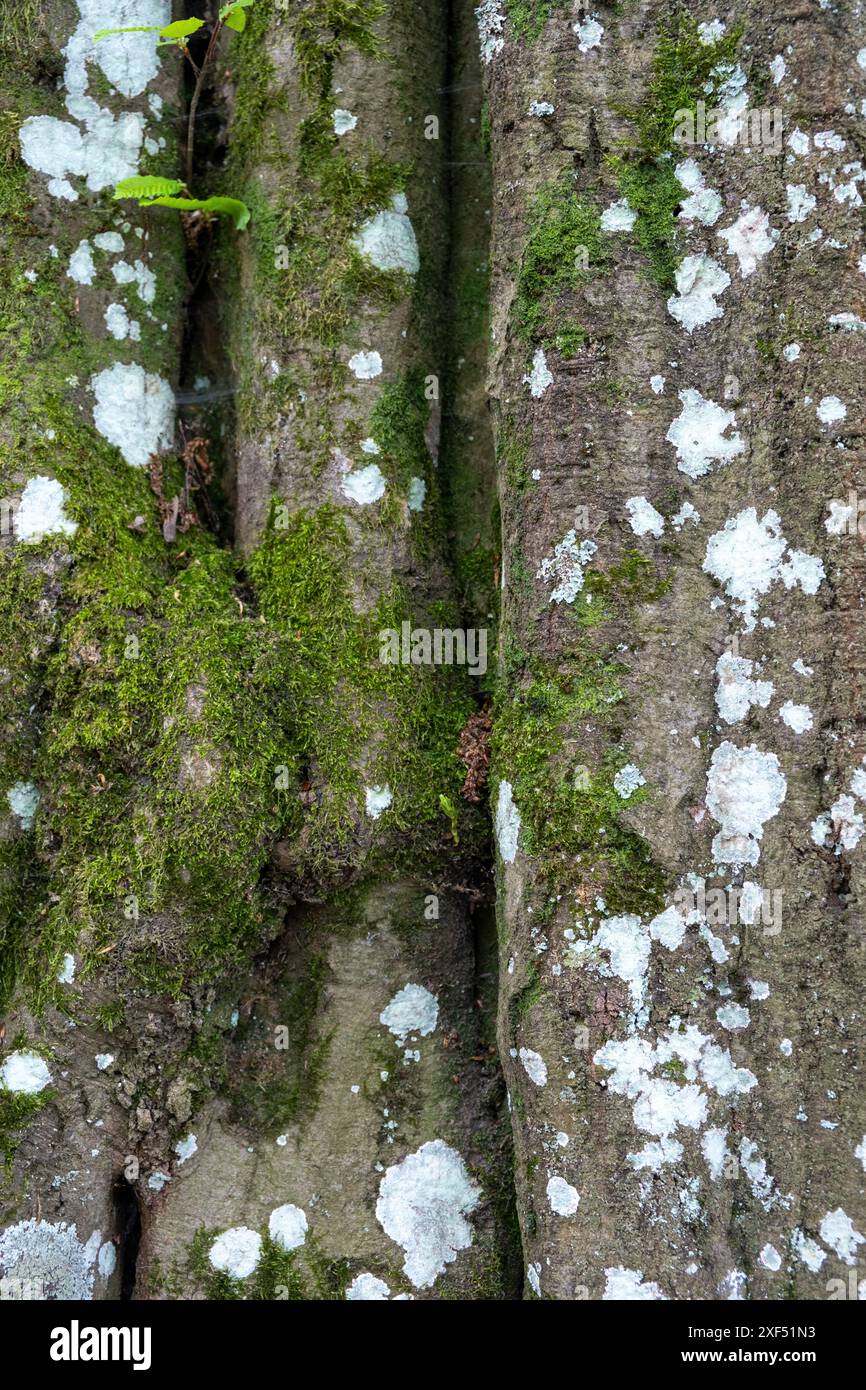 White spot, lichen and moss on maple tree bark in the forest background ...