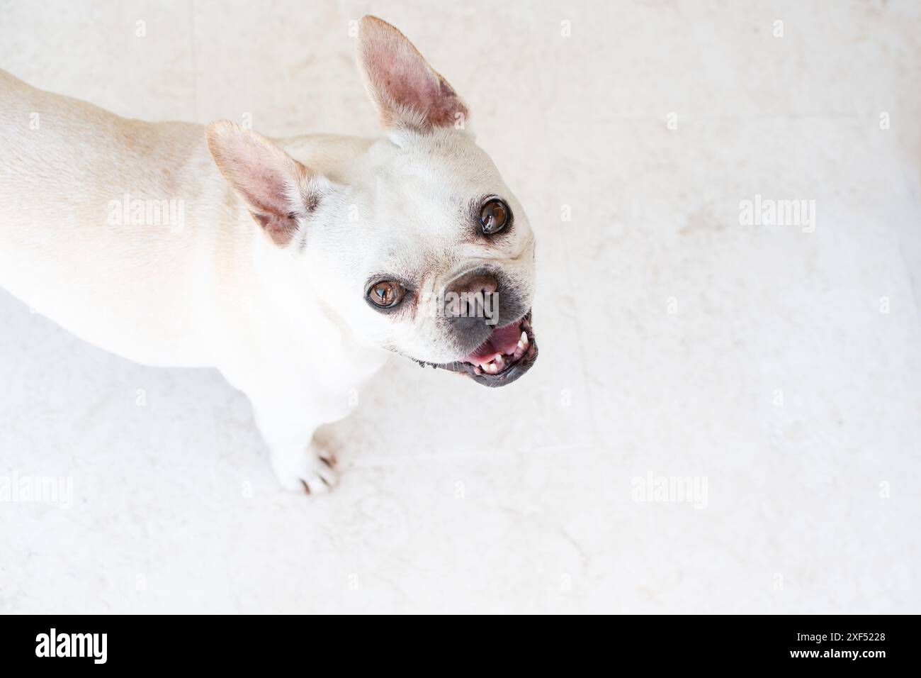 Portrait of an isolated white French Bulldog looking at the camera. Top ...