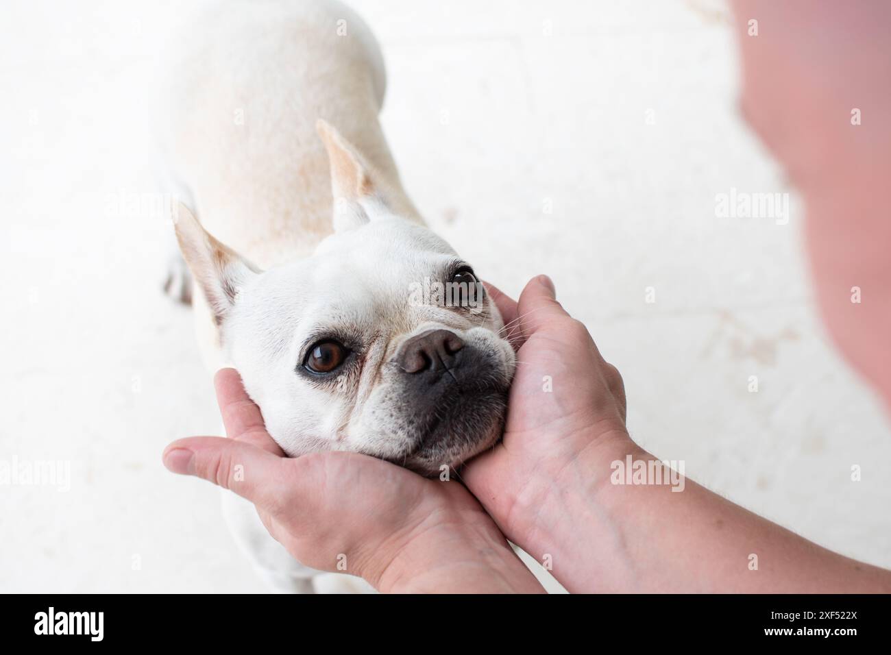 Human hands holding adorable dog face. Funny dog's face. Friendship of ...