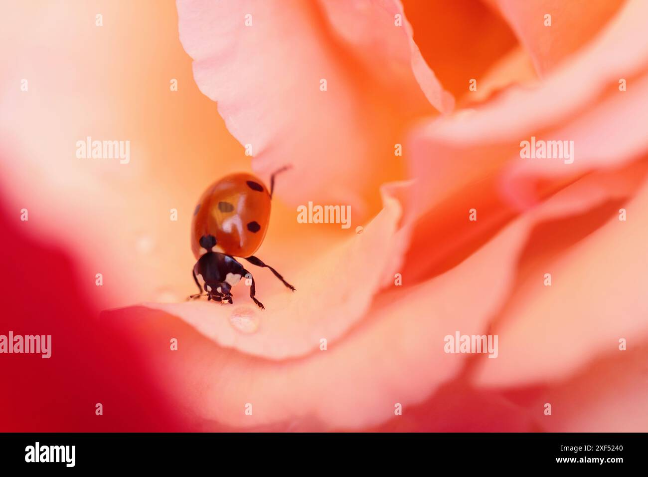 Ladybug on petal rose hi-res stock photography and images - Alamy