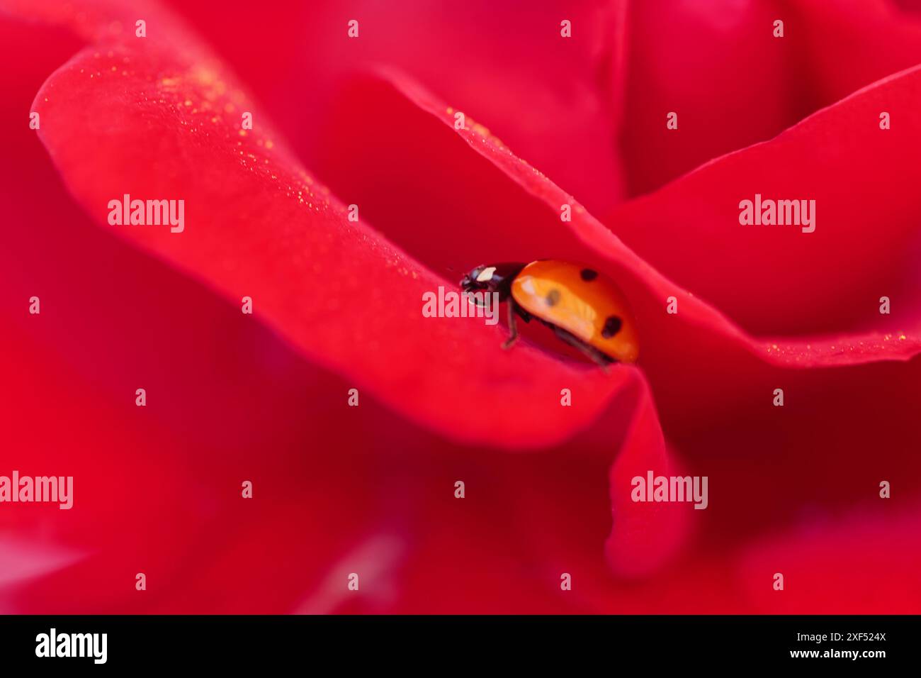 Springtime Ladybug on Rose Stock Photo - Alamy