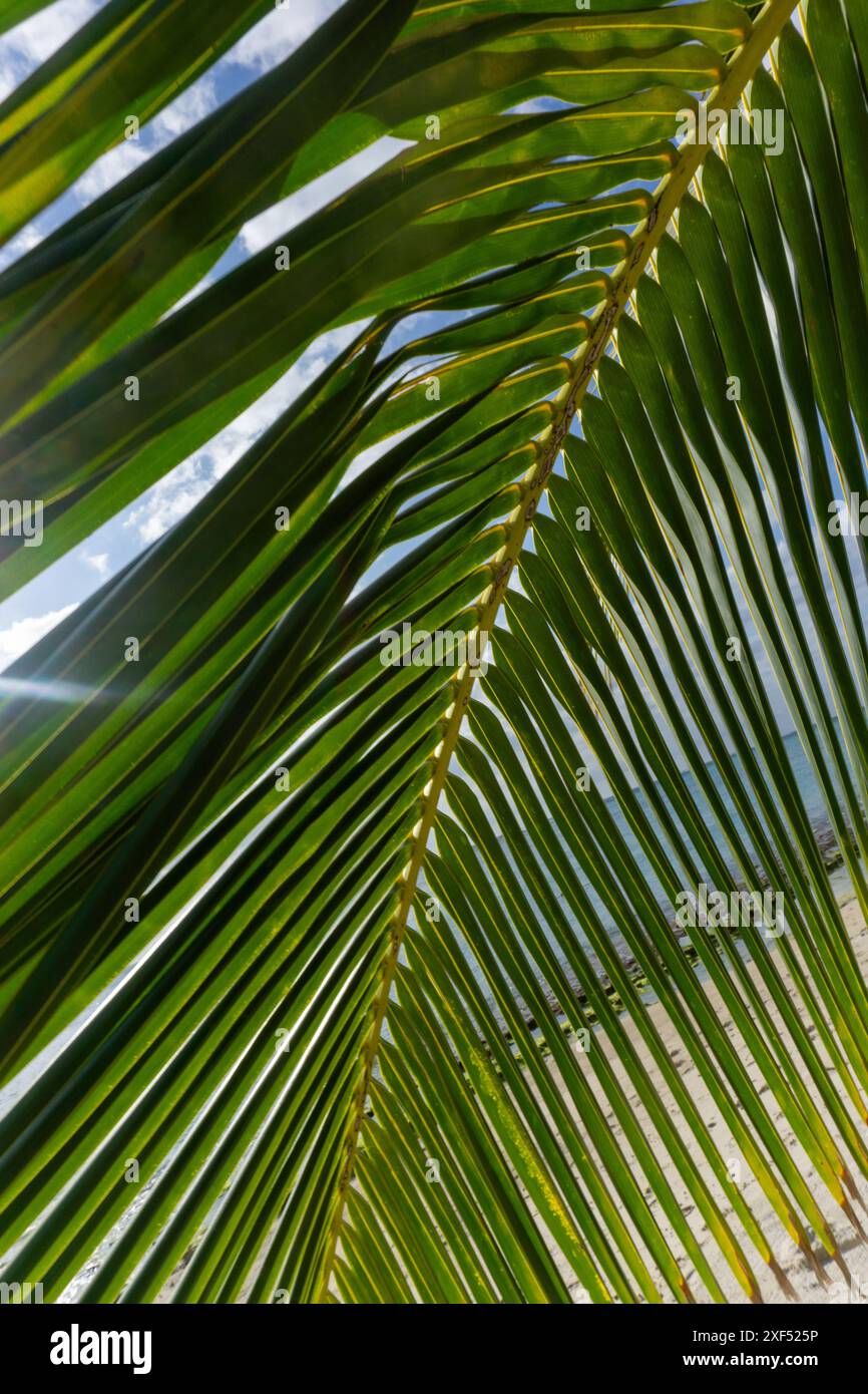 palm trees of tropical forests Stock Photo - Alamy