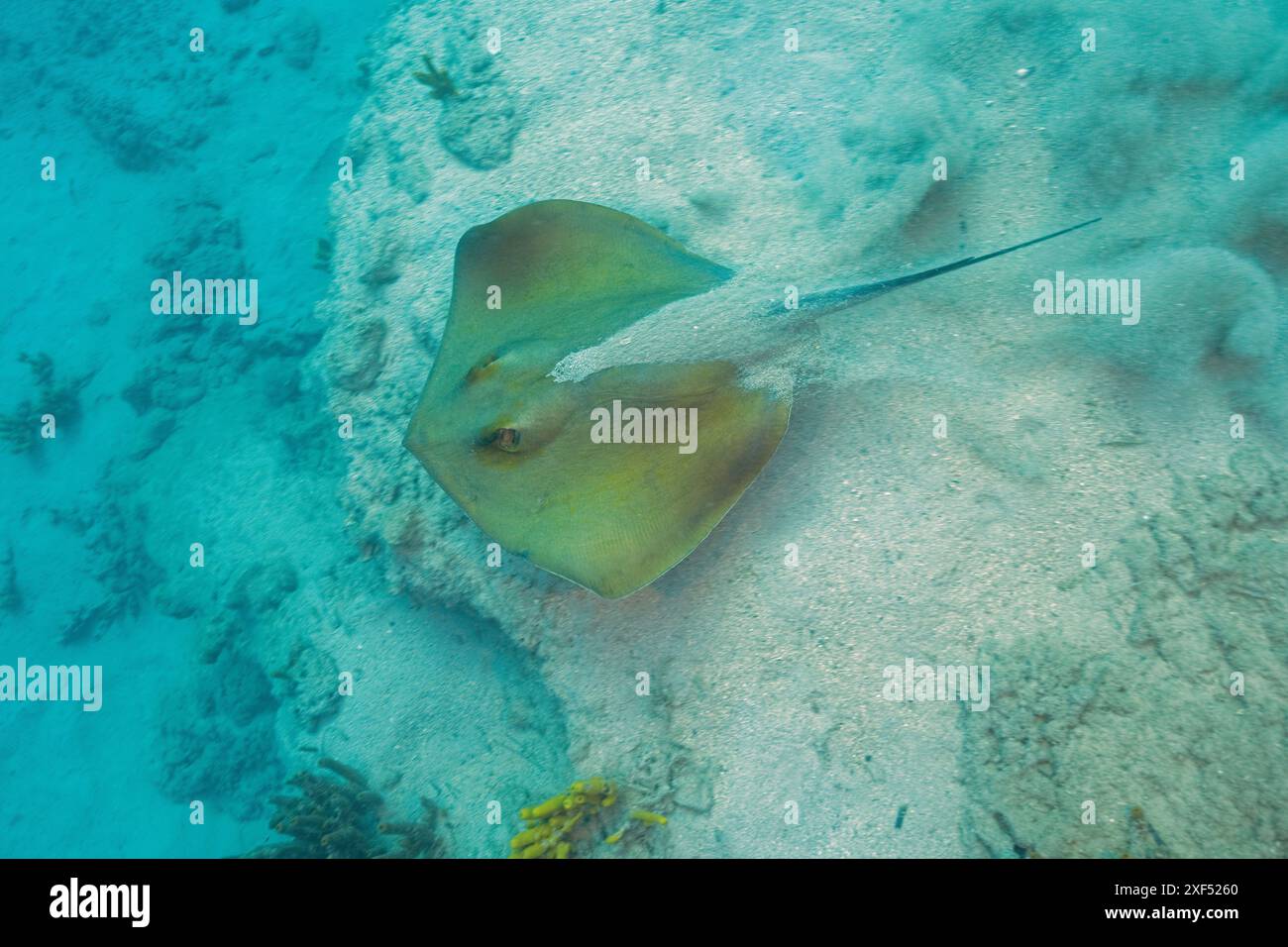 Common stingray, Dasyatis pastinaca, Gokova Bay Marine Protected Area ...